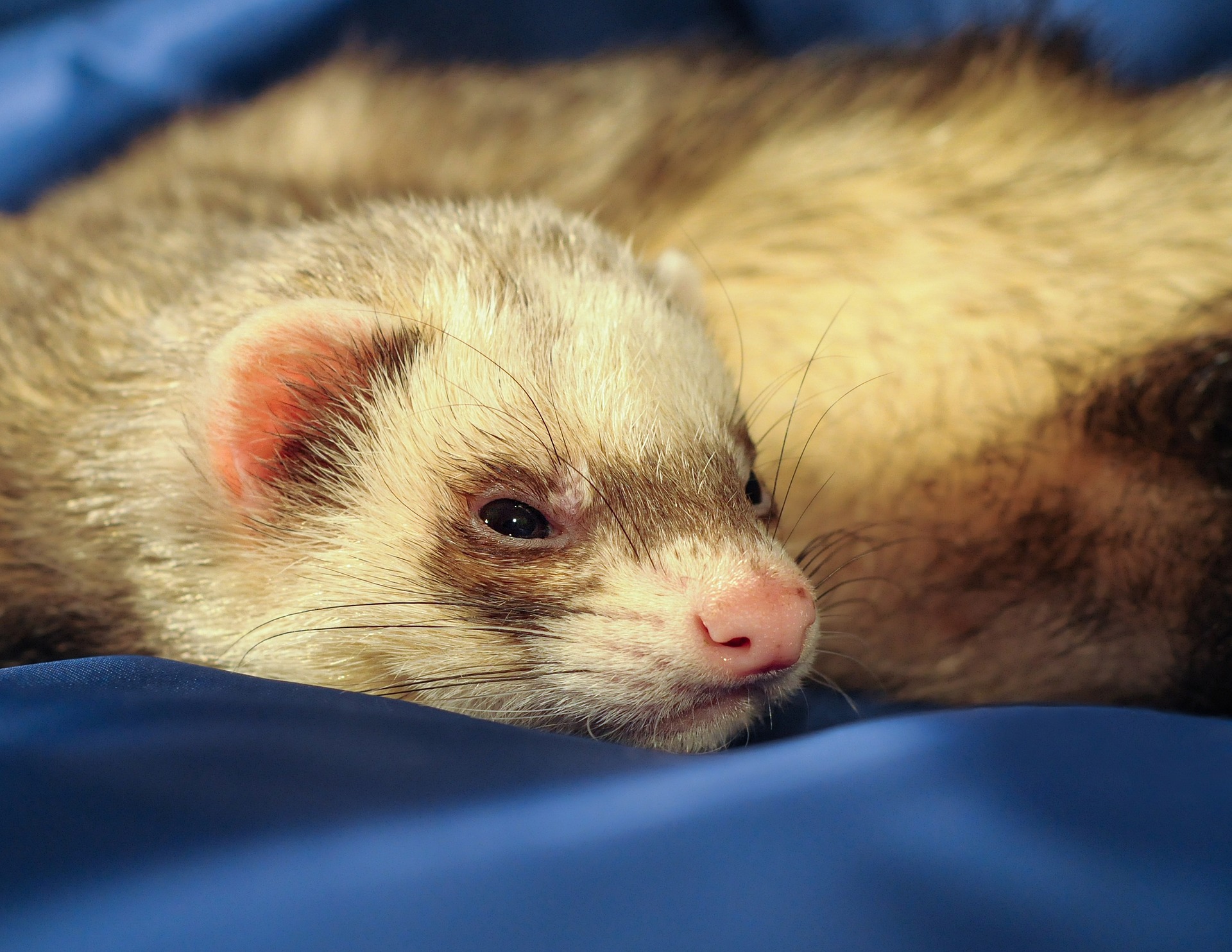 Food and Diet for Ferret – RFBNENY